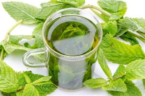 Ch De Boldo Para Que Serve Benef Cios E Como Fazer Portal Educa O