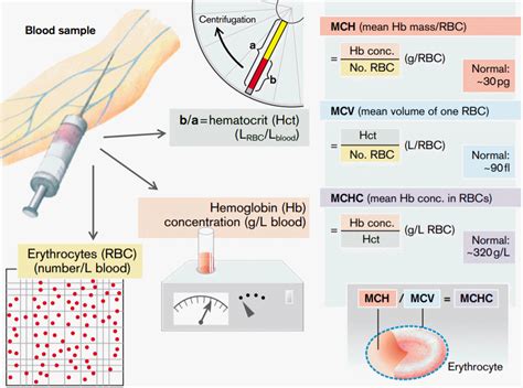 Accurate Rbc Reference Ranges Equal Optimal Client Health