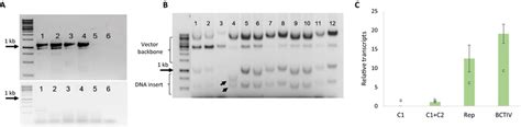 Rt Pcr Assay And Cloning Show Splicing Of Bctiv Complementary Sense