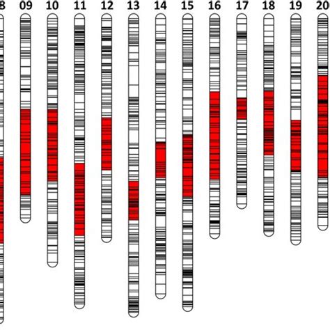Graphical Representation Of 30 Consensus Linkage Groups In Haploid And