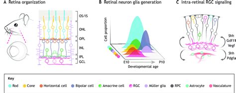 Retinal Architecture Cell Generation And Intra Retinal Signaling Retinal Architecture Cell Generation And Intra Retinal Signaling