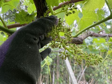 ぶどうの花満開 山梨県勝沼町の天のぶどう園から畑の様子をお伝えします。