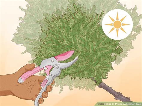 How To Prune A Juniper Tree 10 Steps With Pictures Wikihow
