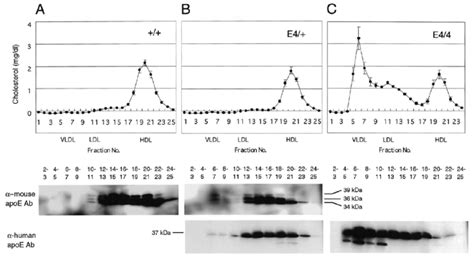 Distribution Of Cholesterol And Apoe Among Lipoprotein Fractions Of The