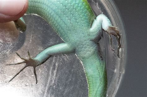 How To Sex Emerald Tree Skinks