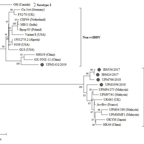 maximum likelihood based phylogenetic tree of complete segment b