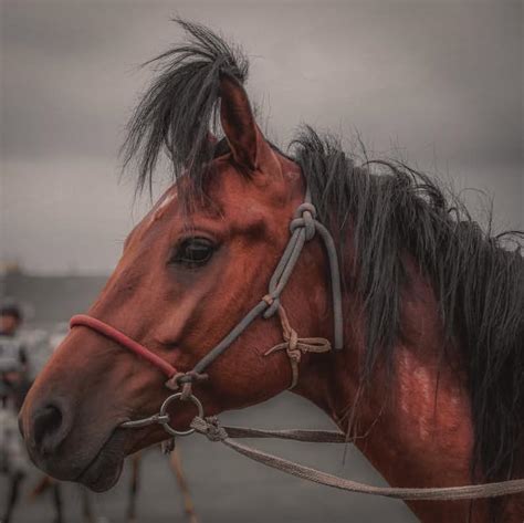 Хүлээсээ тайл эмнэг хүлэг шиг цойл Юунд ч хориулахгүй Чойномын шүлэг шиг дайрТэнгэр мэт бай