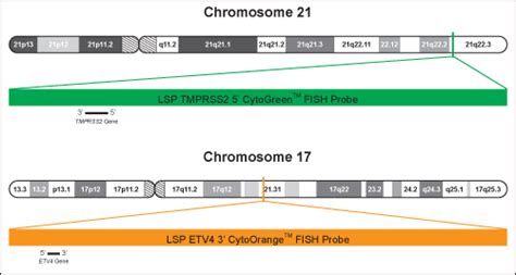 Tmprss2 Etv4 Fusiontranslocation Fish Probe Kit Cytotest