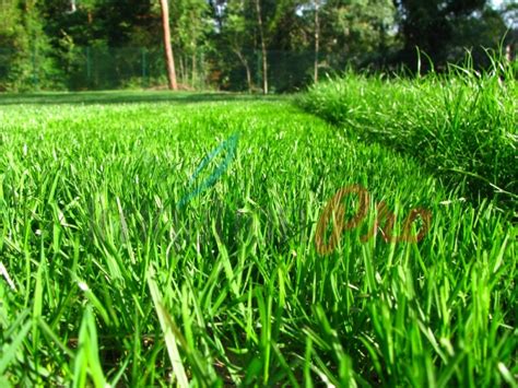 Затревяване с тревни смески и райграс на изгодна цена в София