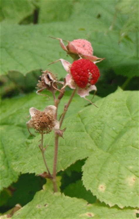 Thimbleberry Rubus Parviflorus Native Plants Pnw