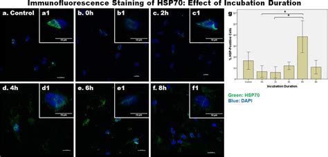 The Effect Of Incubation Duration After Loading On The Expression Of Download Scientific