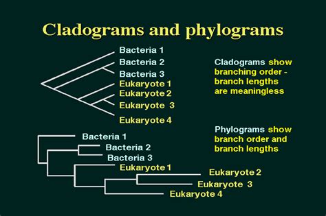 Phylogram Cladogram V