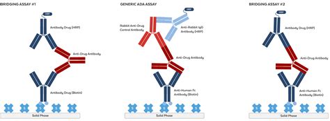 Ada Assay Development Rockland