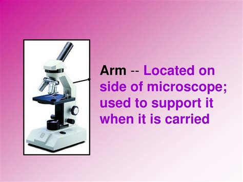 Ppt Parts Of The Microscope Powerpoint Presentation Free Download Id 4262083