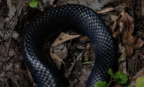 Detail Of Snakeskin Scales Macro Close Up Scaly Snake Skin Snake