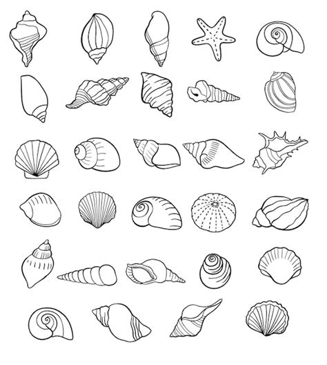 How To Draw A Shell