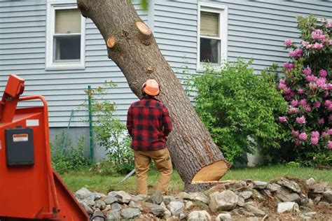 Your Guide To Tree Service And Removal Maintaining Your Landscape