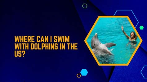 How Do Dolphins Communicate Via Echolocation Echoes Of The Sea