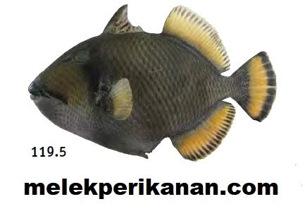Ikan Kambing Pogot Etong Lubien Manok Atau Titan Triggerfish