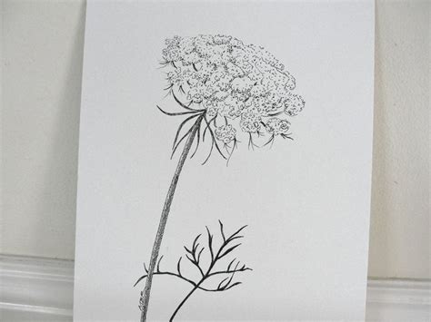 Pin By Michica On Tatouage Floral Flower Drawing Queen Annes Lace