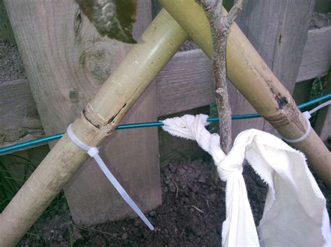 House Of Frost Tree Tying