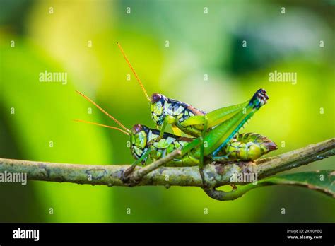 Life Cycle Of Grasshopper Hi Res Stock Photography And Images Alamy
