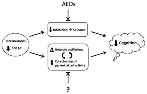 Scn1a Mutations In Dravet Syndrome Impact Of Interneuron Dysfunction On Neural Networks And