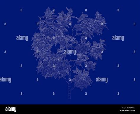 3d Rendering Of An Outlined Tree Blueprint Isolated On Blue Background