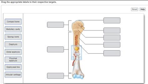 Drag The Appropriate Labels To Their Respective Targets Resethelp