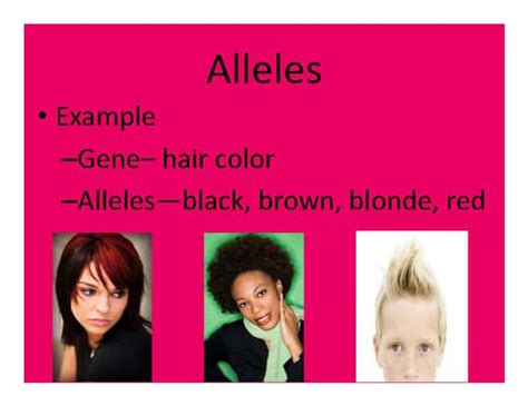 Genetics Simplified A Brief Introduction With Activities Tpt