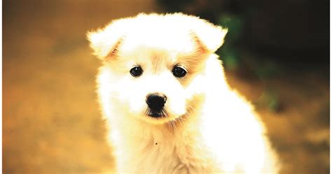 Остарелили митове за грижата за домашни любимци които могат да навредят Български Фермер