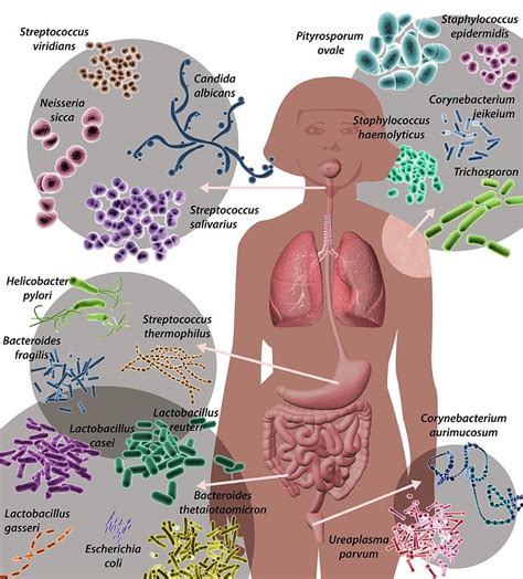 Human Microbiome Photograph By Gunilla Elam Science Photo Library