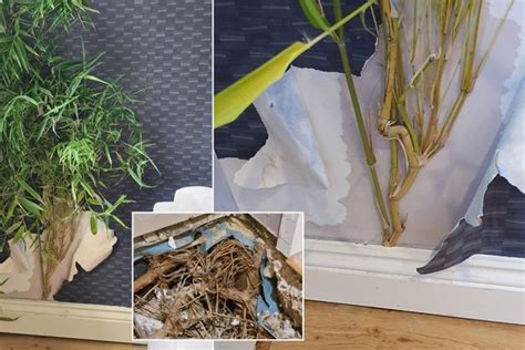 Couple Considered Not Moving Into New Home After Invasion By Jungle