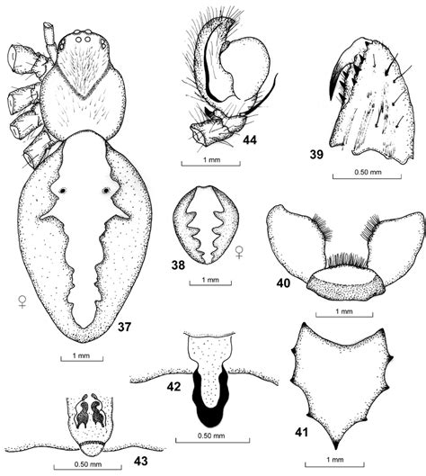 Neoscona Mukerjei Tikader 37 Whole Body Dorsal View 38 Abdomen