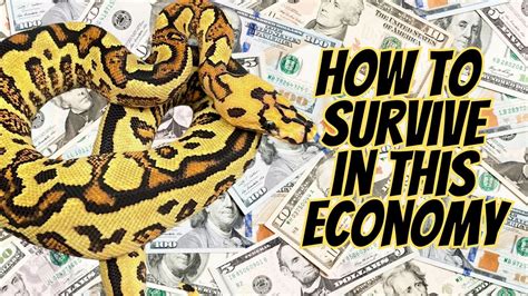 3 Tips To Survive Ball Python Market Crash Part 2 Youtube