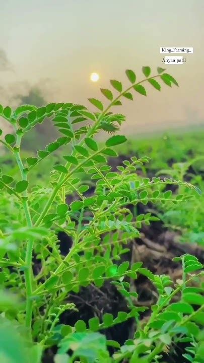 किंगफार्मिंग 🧺 शेतकरी राजा 👑 शेतकरी शेतकरीपुत्र शॉर्टफीड्स