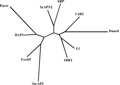 Phylogenetic Analysis Download Scientific Diagram