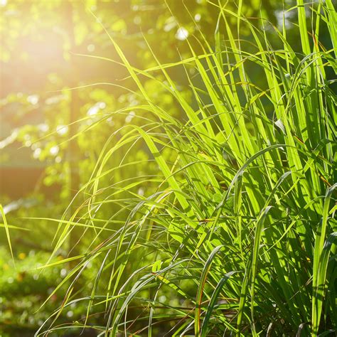 Buy Lemongrass Plants For Sale Online Perfect Plants