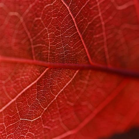 Premium Photo Autumn Leaf Texture Close Up