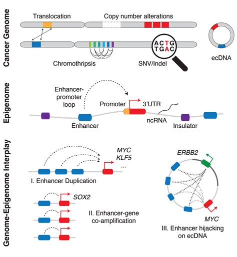 Zhang Lab Research University Of Utah Health University Of Utah Health