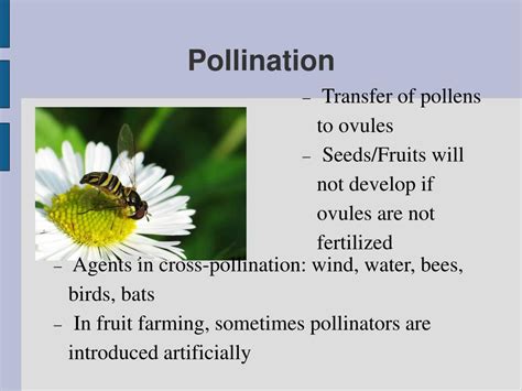 PPT The Secret Lives Of Fig Trees PowerPoint Presentation Free Download ID 1115329