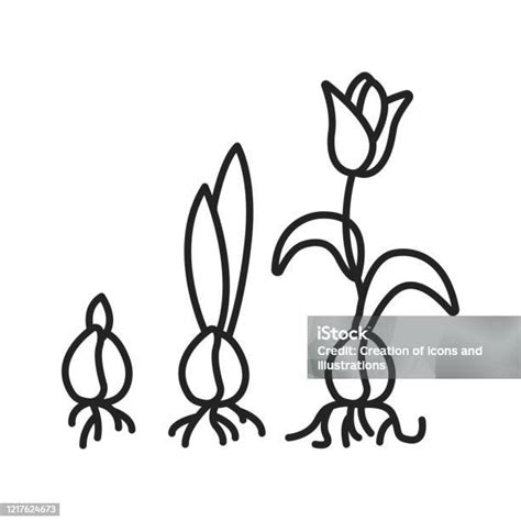 성장 식물 단계 검은 선 아이콘 종자 발아 성장 번식 수분 및 종자 확산 웹 페이지 모바일 앱 프로모션에 대한 픽토그램 편집