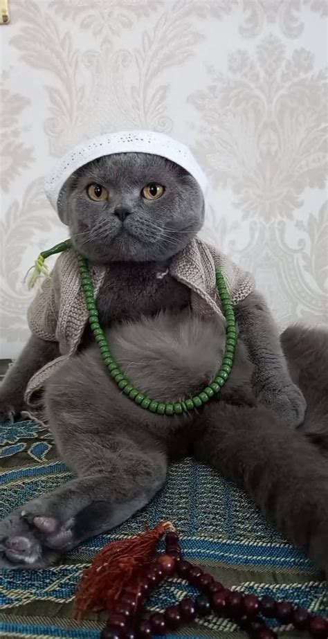 Şirin Kedi Bebek