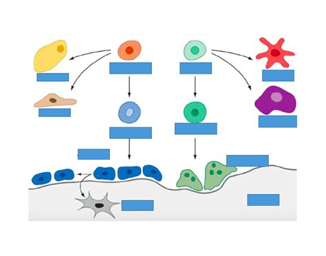 Bone Cell Differentiation Quiz