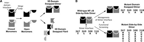 The Evolving Role Of 3d Domain Swapping In Proteins Structure