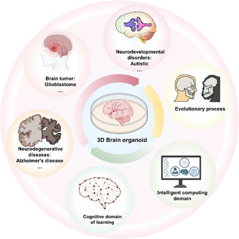 Emerging Brain Organoids 3d Models To Decipher Identify And