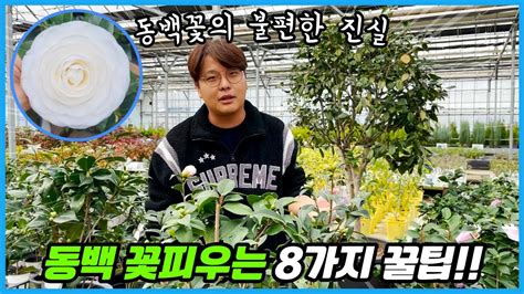 동백 사오자마자 꽃봉오리 후두둑 떨어지는 이유와 동백 꽃 잘 피우는법 Youtube