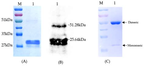 Heterologous Expression And Purification Of Shsp2298 From T Download Scientific Diagram