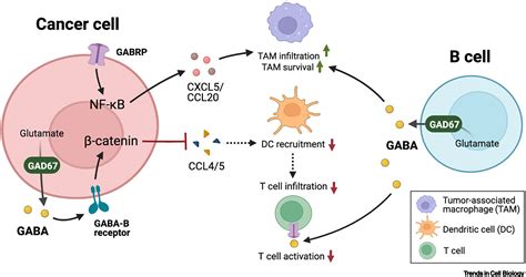 GABAergic signaling beyond synapses: an emerging target for cancer ...