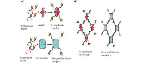 A Avidin Biotin And Streptavidin Biotin Complex Formation For The